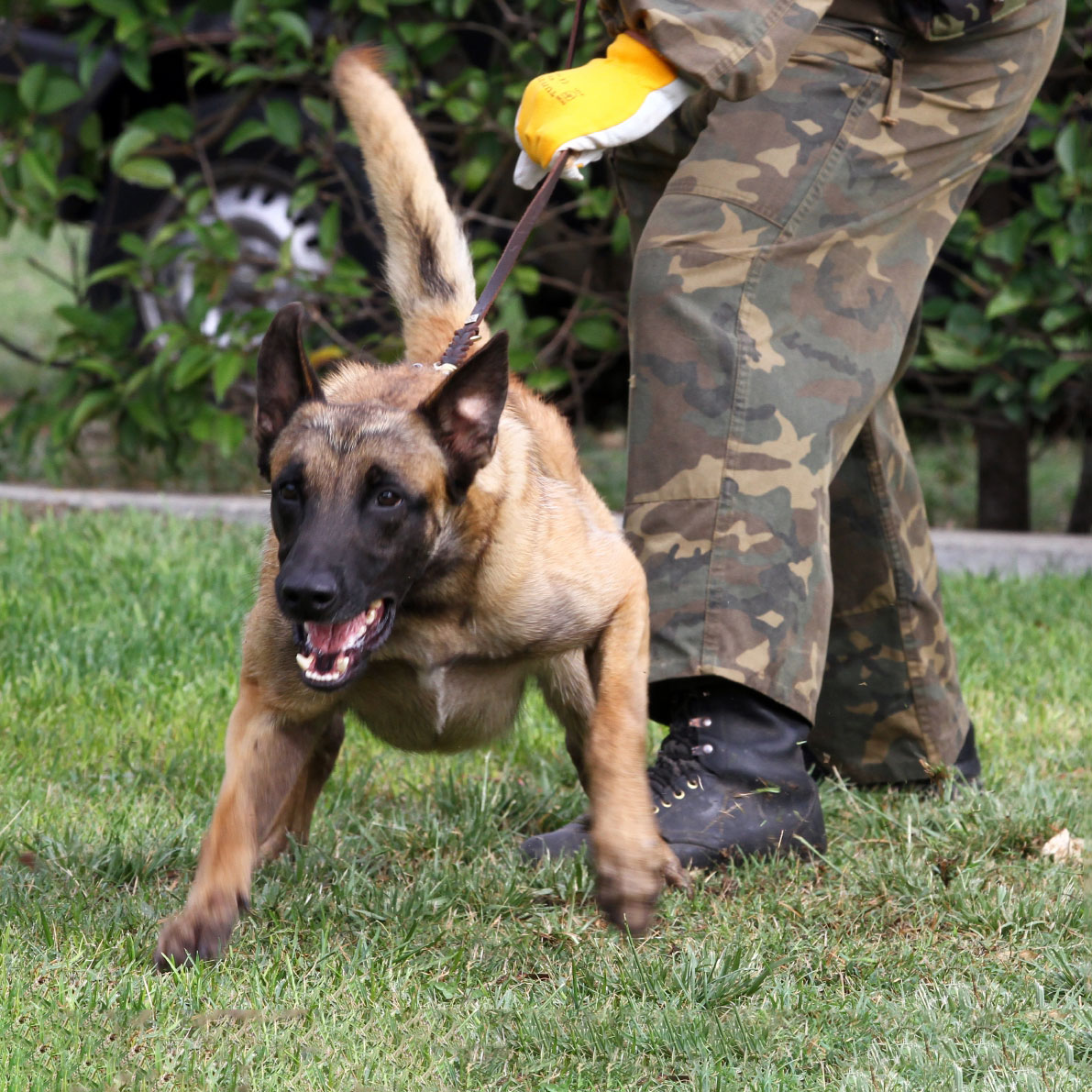 Perros Militares Trabajando La Dureza Del Adiestramiento De Perros